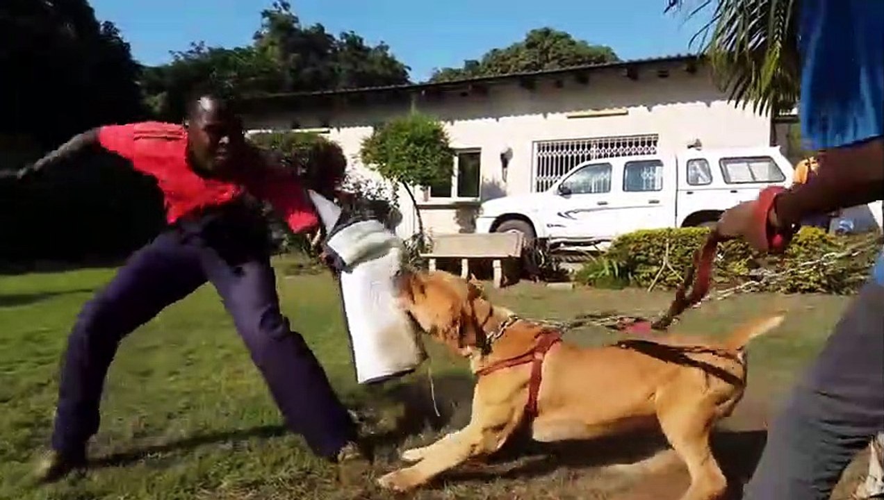 BEST OF AFRICAN BOERBOEL - THE SUPER POWER DOG - video Dailymotion