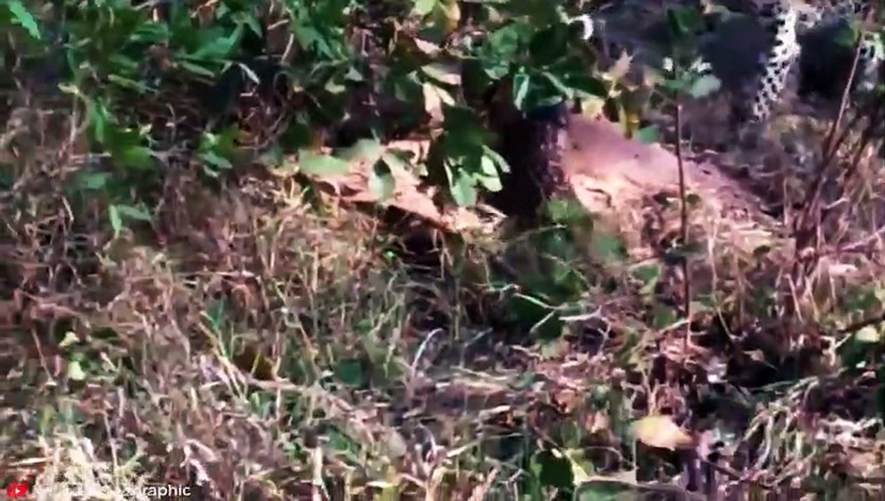 RUTHLESS Moments Where Pythons Tried to Swallow the Wrong Prey Pet Spot ...