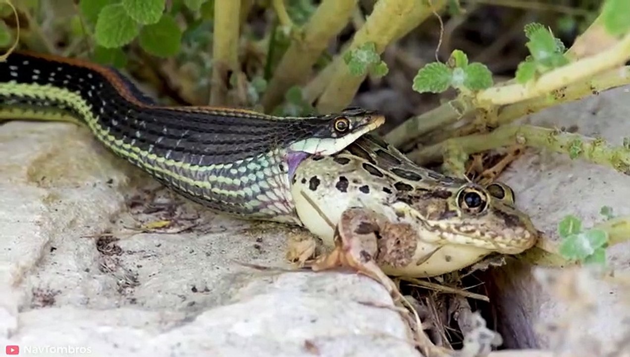 CRAZY Moments of Snakes Devouring Their Prey Pet Spot - video Dailymotion