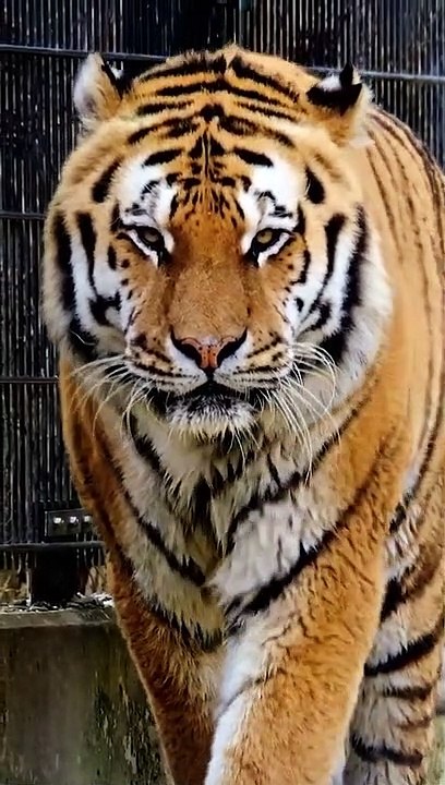 Discover Tiger Sounds: Fun Animal Learning for Kids with Kiddopedia ...