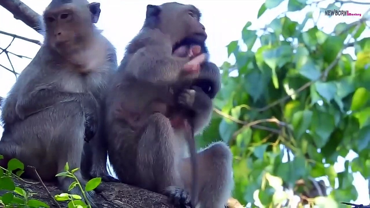 Baby Monkey Attacked By A Lion Angry Buffalo Herd Looking For Lion To ...