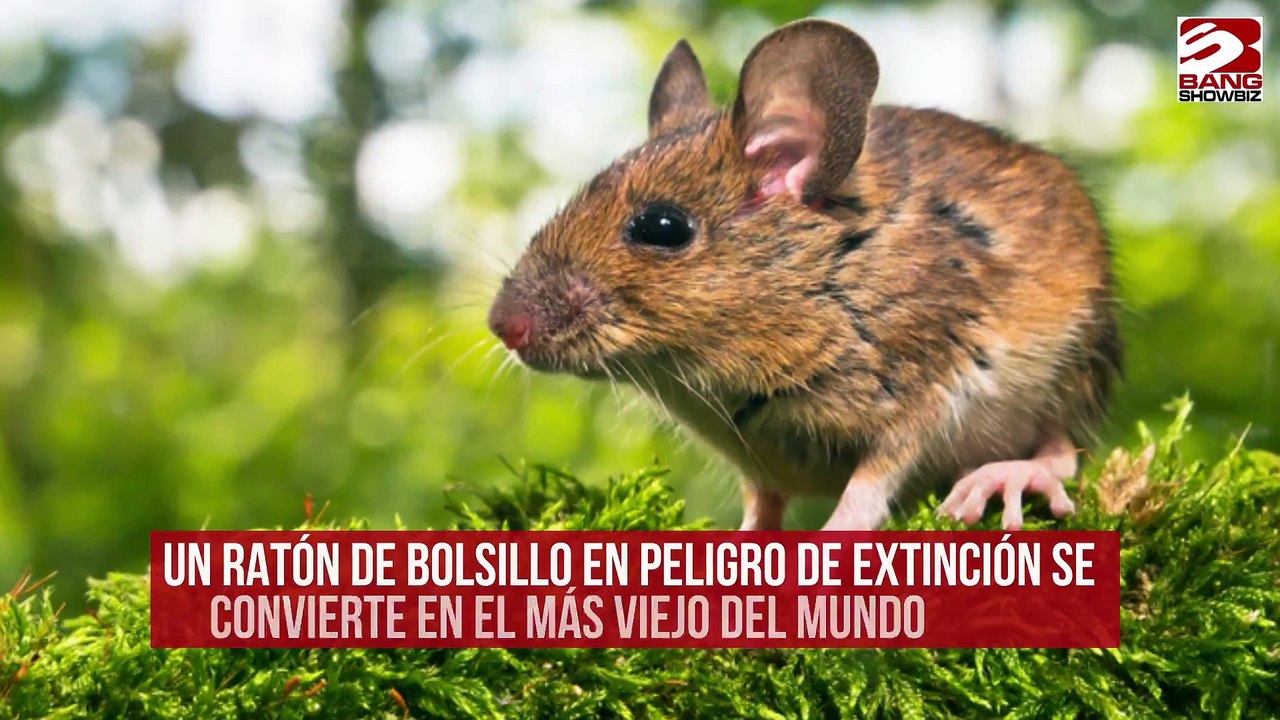 Un ratón de bolsillo en peligro de extinción se convierte en el más ...
