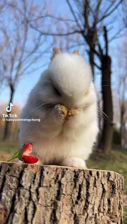 Rabbit eating strawberries - video Dailymotion