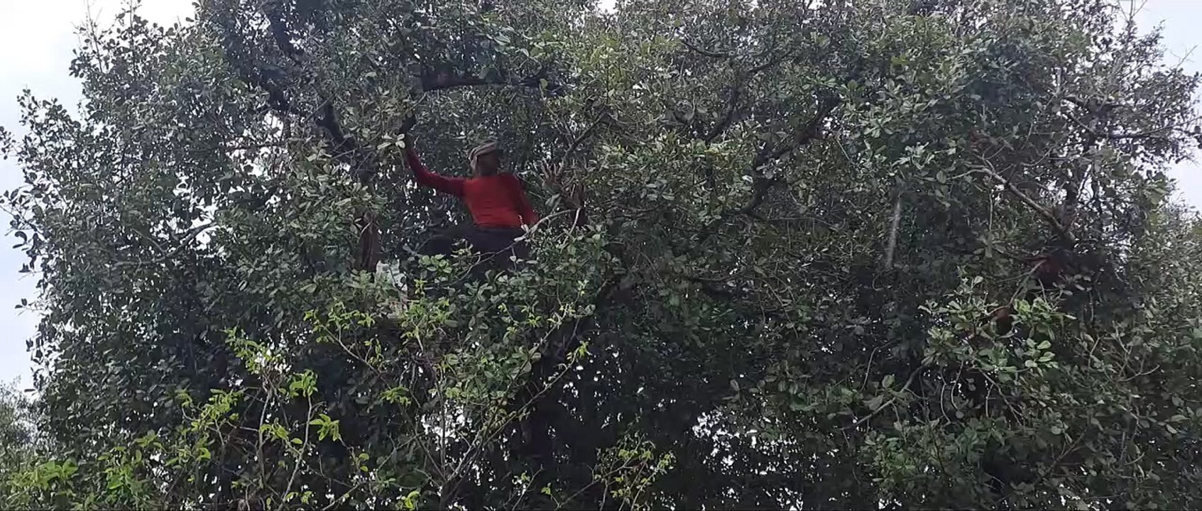 Khinni of Garhaula Jagir is dissolving sweetness in many cities - video ...