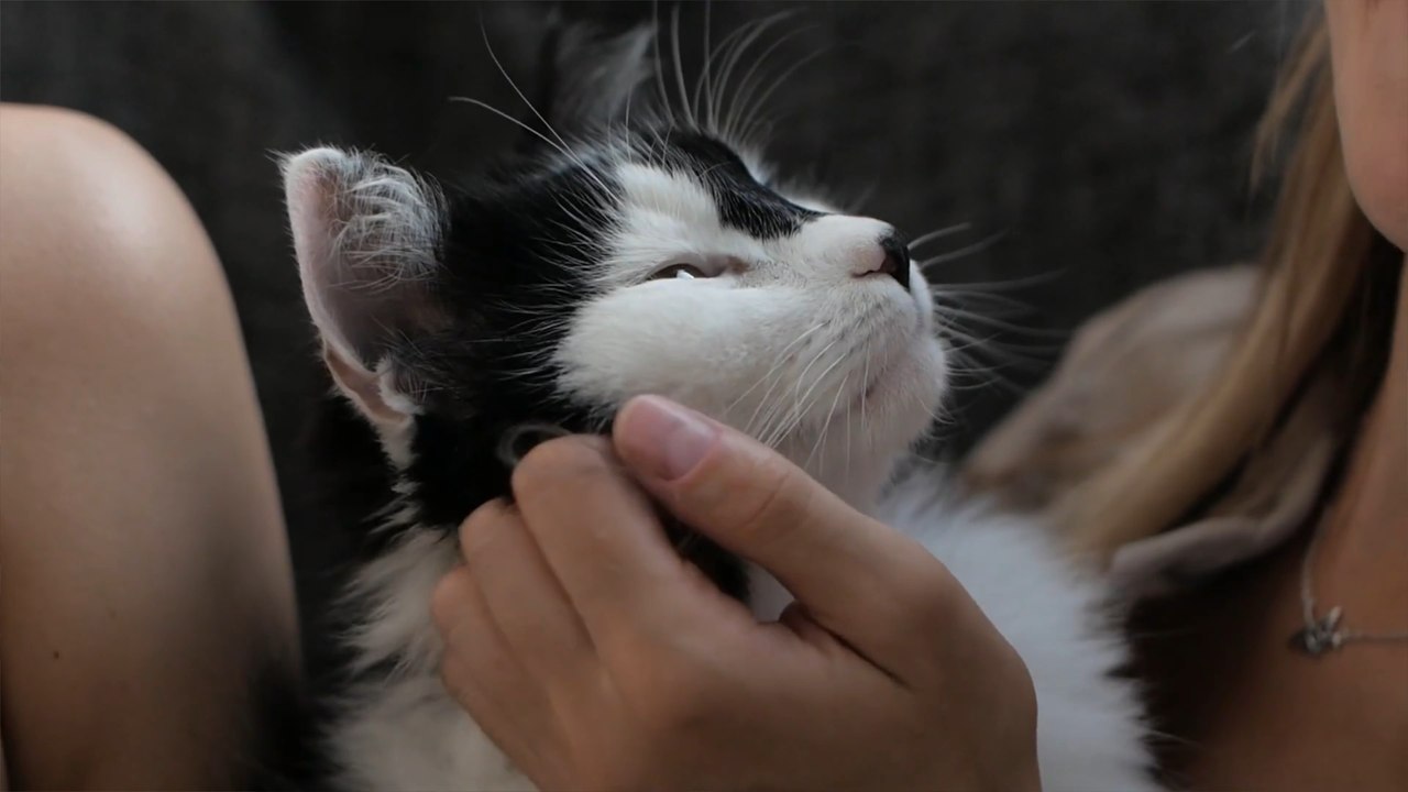 Your What’s on Guide for Manchester 3 May: Manchester Cat Extravaganza ...