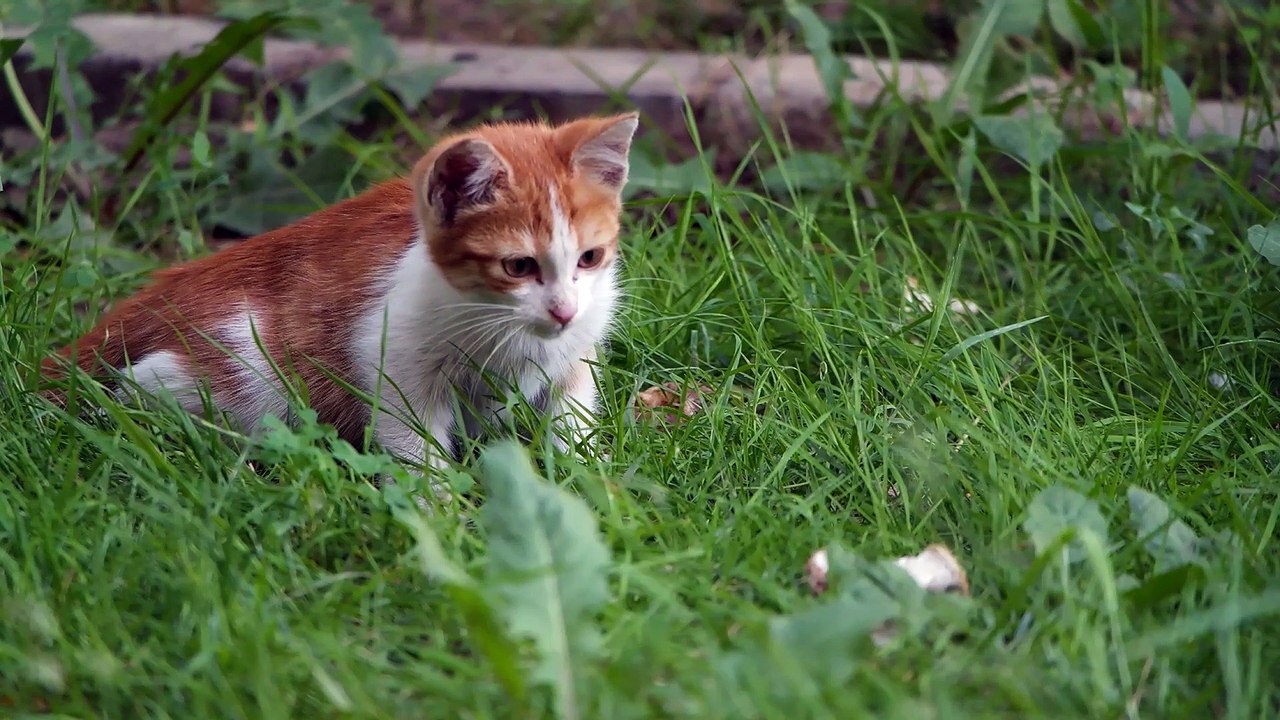 cute cat playing outside - video Dailymotion