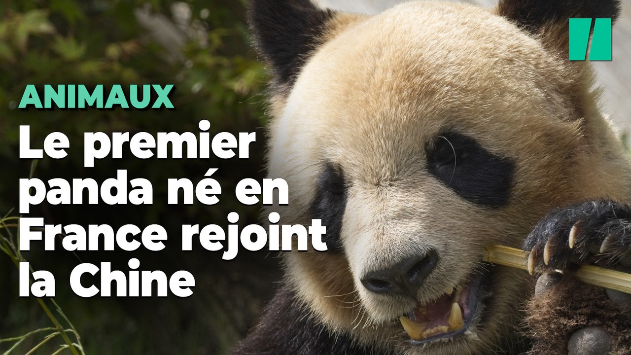 Yuan Meng, premier panda né en France va bientôt rejoindre la Chine ...
