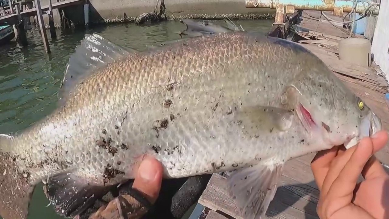 Benar dugaaanku..! Di balik tumbuhan bakau jadi sarang ikan besar _ mancing kakap putih - Video ...