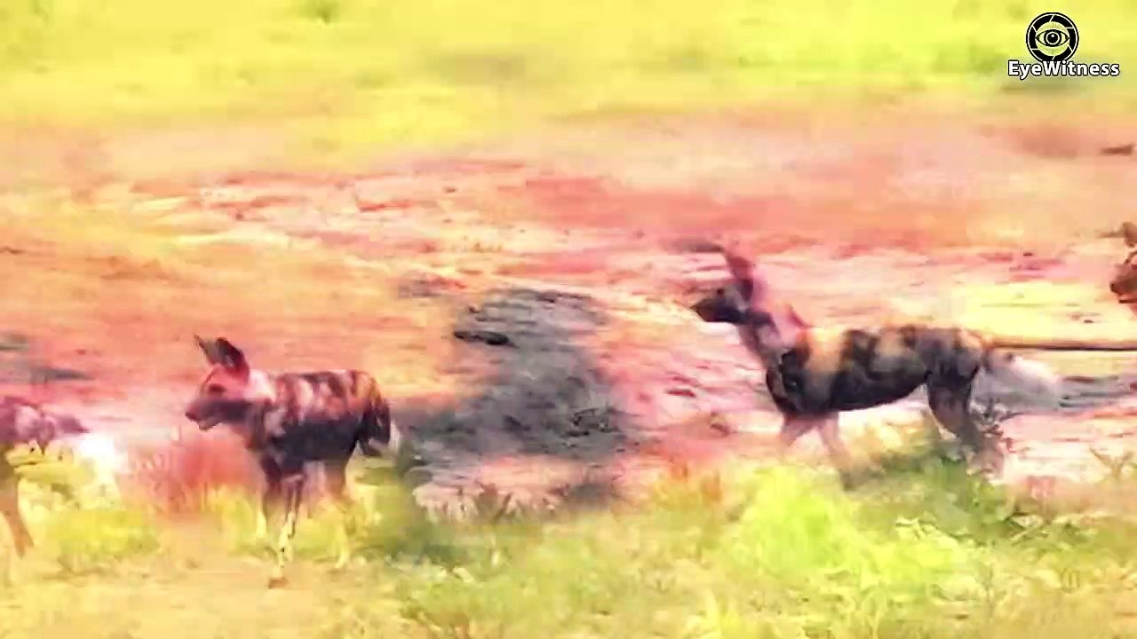 8 Scary Moments Hyenas Injured By Lion And Other Hyenas Wild Animal ...