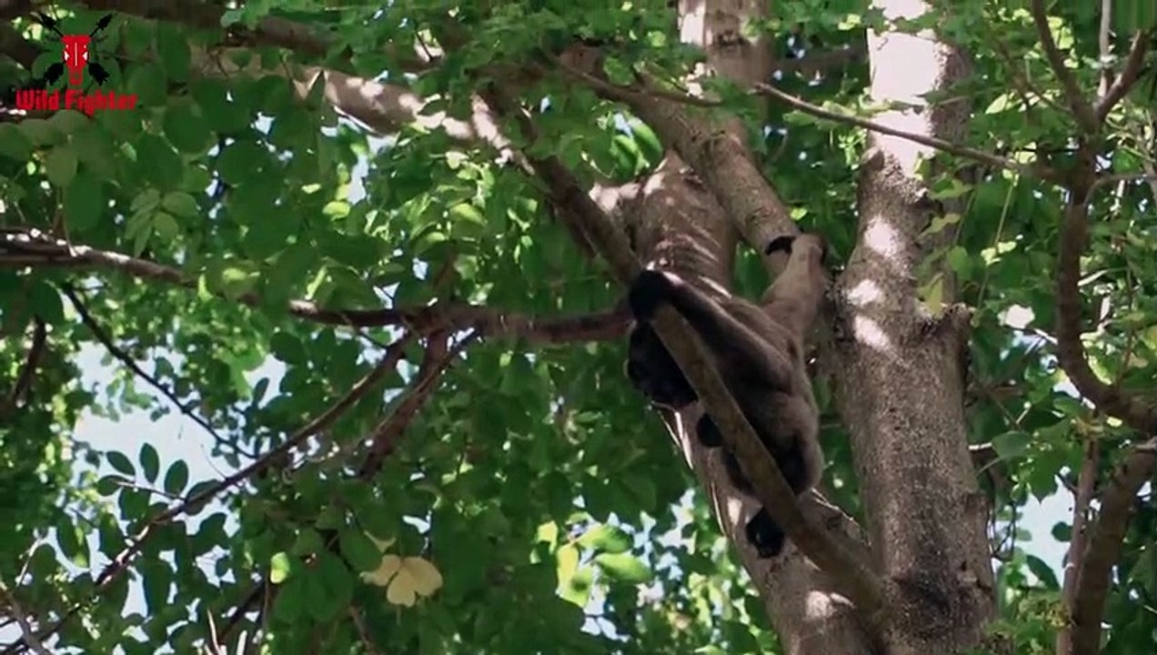 Tiger Attack Man in Jungle Biggest Blockbuster Tiger Fight Scene ...