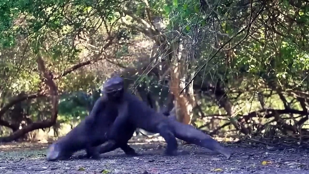 Komodo Dragon VS Baboon - The Number One Ruthless Hunter VS Smartest ...