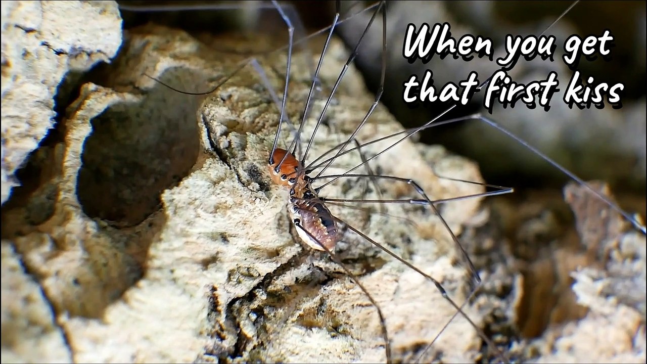 10 Animal/Insect Memes #5 - video Dailymotion