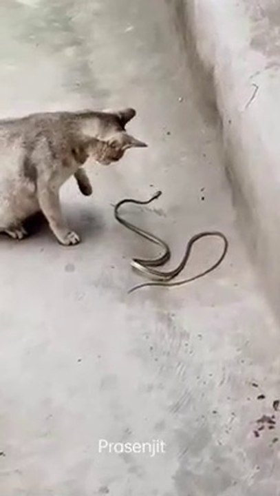 Fight Cat VS Snake Cobra 2023 !! Snake Vs Cat Fight 2023 - video ...