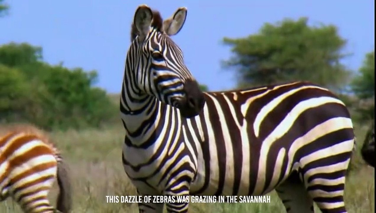 Zebra's Guts Ripped Apart By Hyenas - video Dailymotion