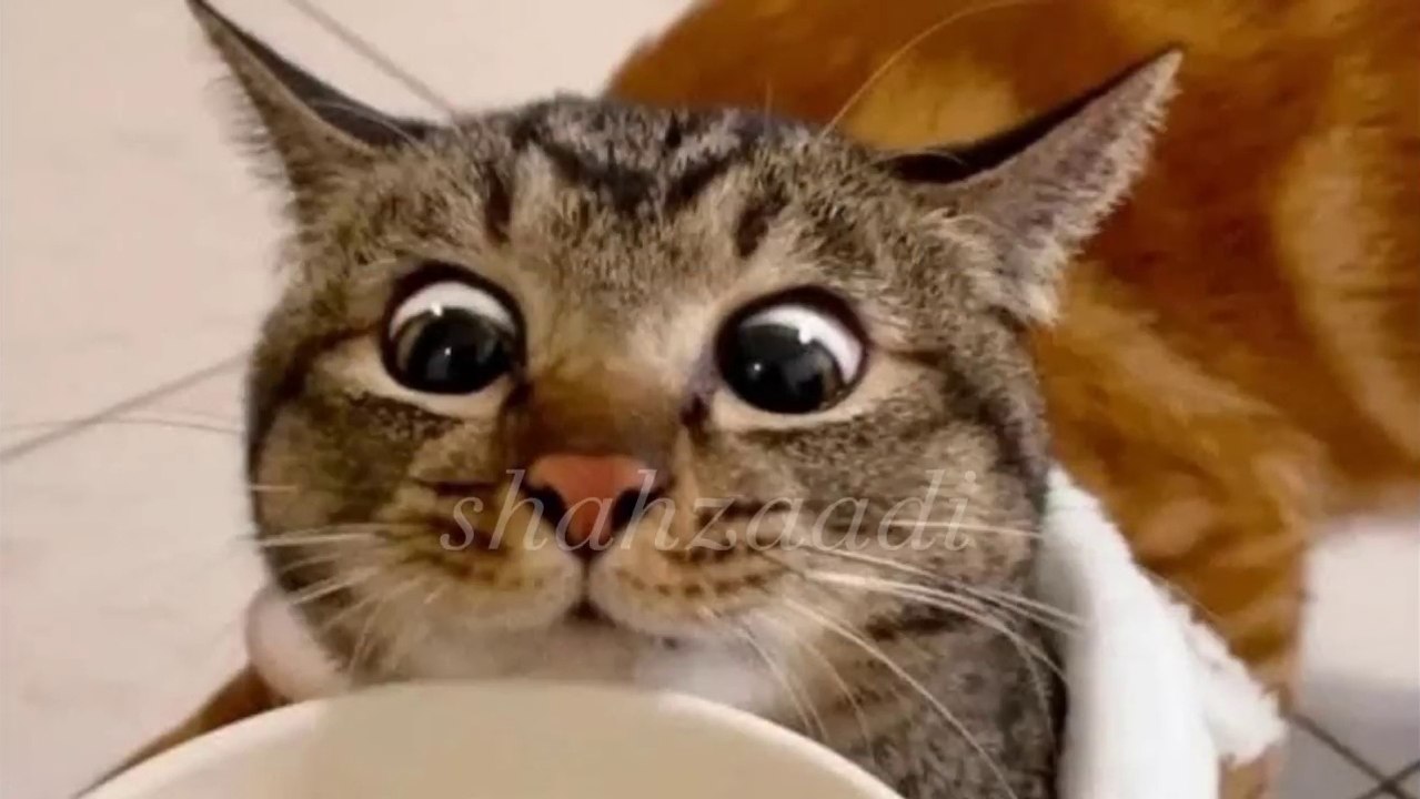 cat in blender video fake or not | cat in the blender | cat viral video ...