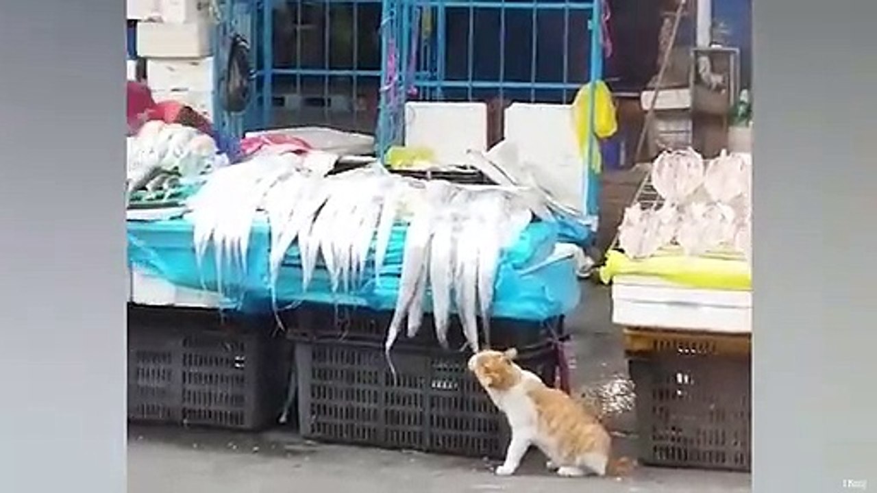 2023_Best Crazy Laugh Funny _cat_videos_for_a_good_mood!_(480p) - Video ...