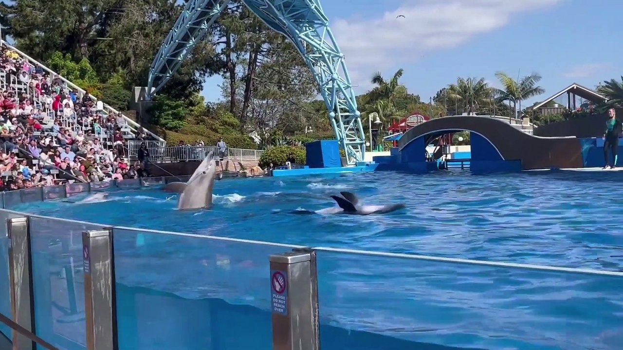 Sea World Dolphin Tricks - video Dailymotion