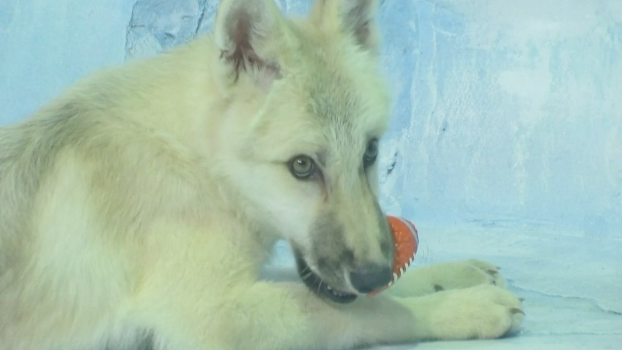 Introducing the World’s First Cloned Arctic Wolf - video Dailymotion