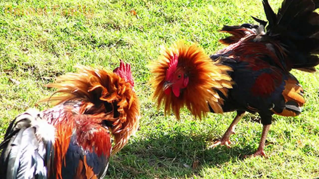 Animals sounds for kids - video Dailymotion