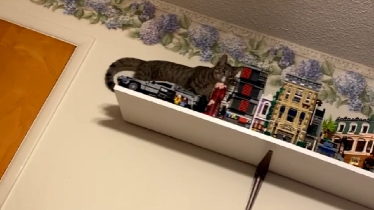 Mischievous cat wrecks havoc on the Legos by knocking them over the ...