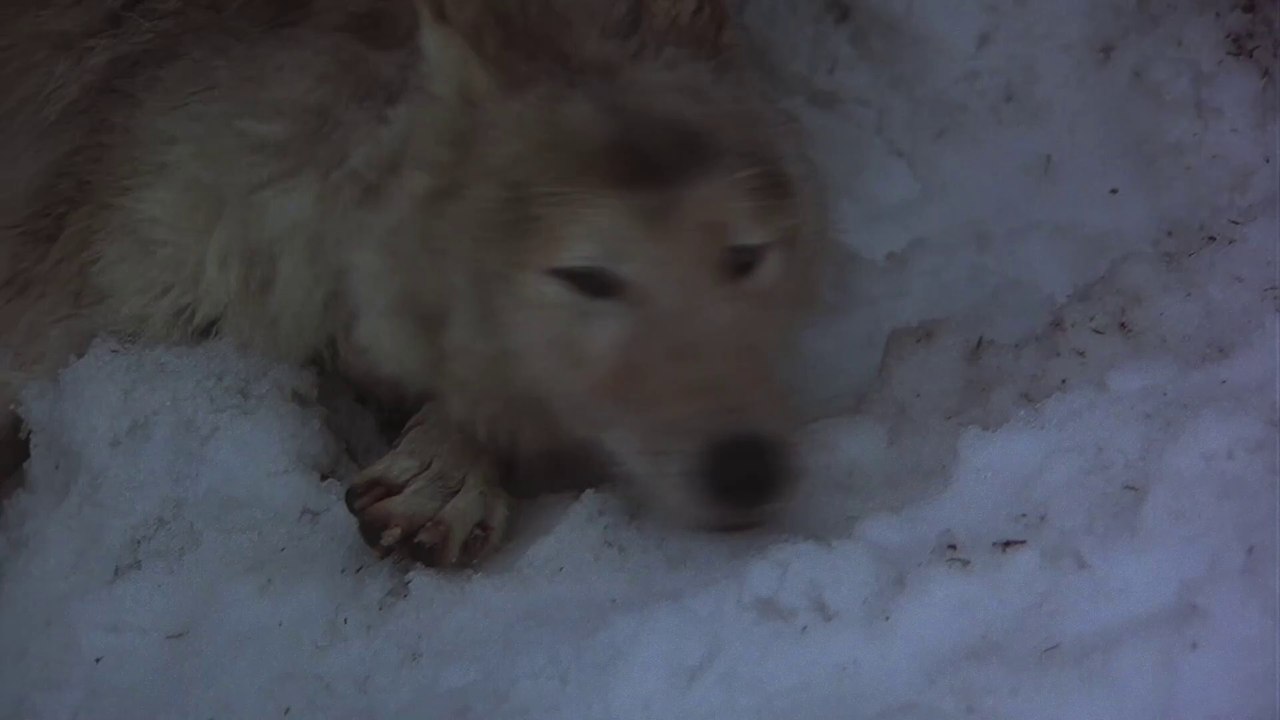 Silver Wolf Trailer - video Dailymotion