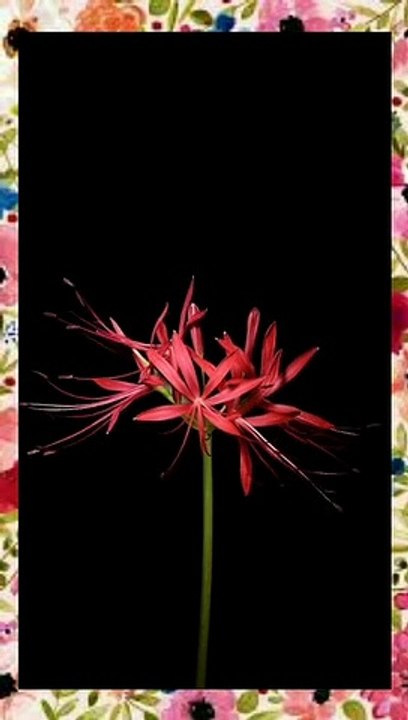 Flowers Blooming Compilation - video Dailymotion