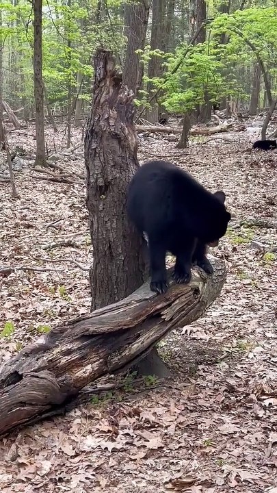 Black Bear Scratches Rump on Tree Stump - video Dailymotion