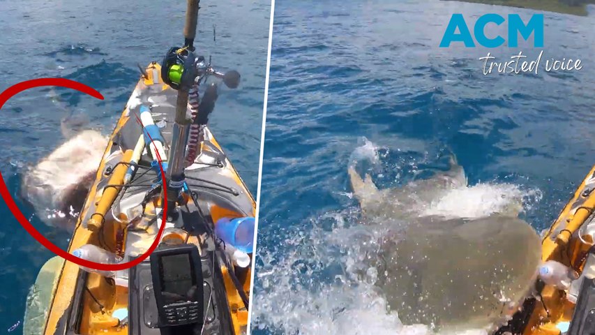 Massive shark attack caught on camera in Hawaii | The Canberra Times ...