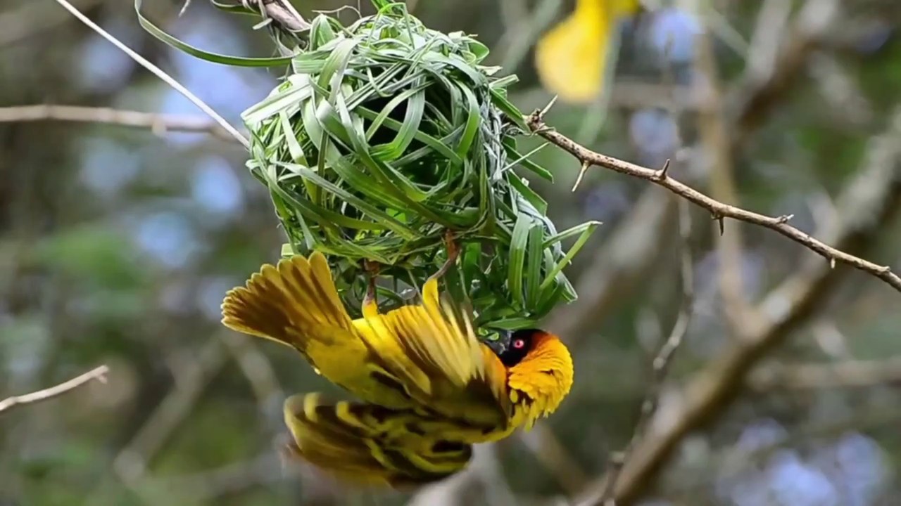 top beautiful bird nests in the world most amazing nests birds 2023 ...