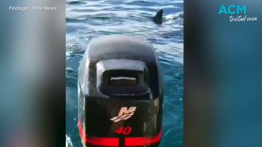 Enormous shark chases fishermen off South Australia's coastline | The Canberra Times | Canberra, ACT