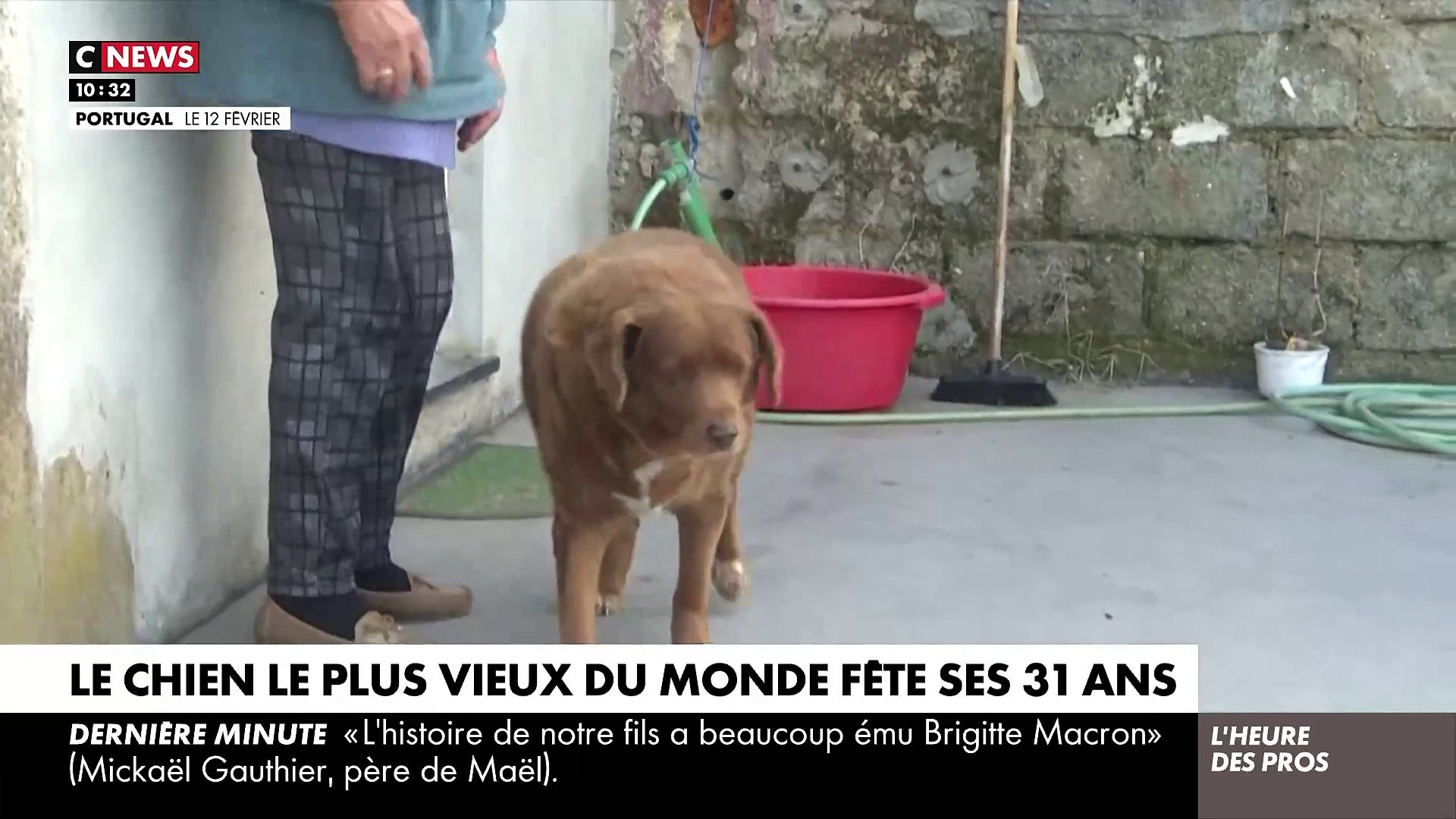 Le Plus Petit Chien Du Monde Livre Guinness Des Records