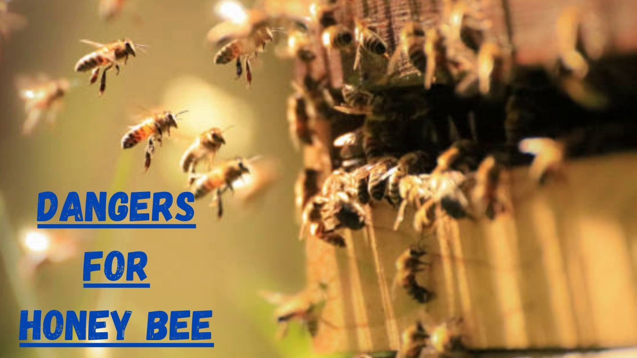 What Dangers Facing Honey Bees - video Dailymotion
