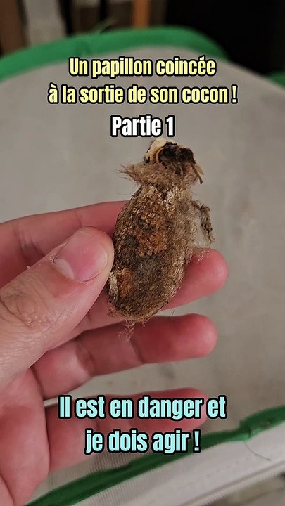 Un papillon coincé à la sortie de son cocon ! Partie 1 - Vidéo Dailymotion