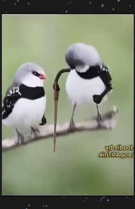 Best Animal Edits - video Dailymotion