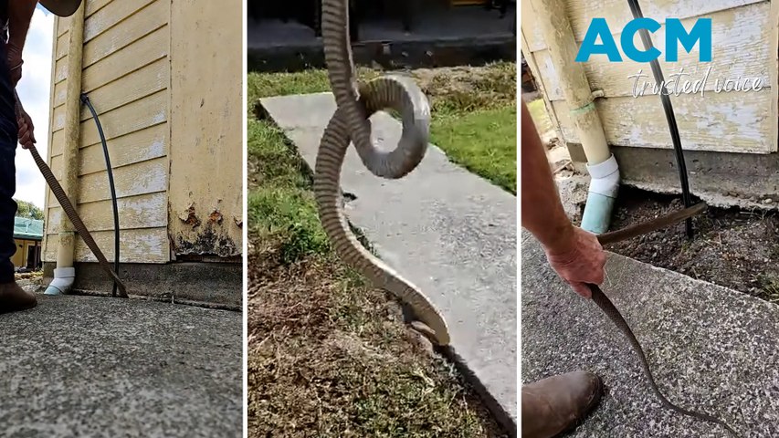 Highly venomous snake pulled out from under Queensland home | The ...