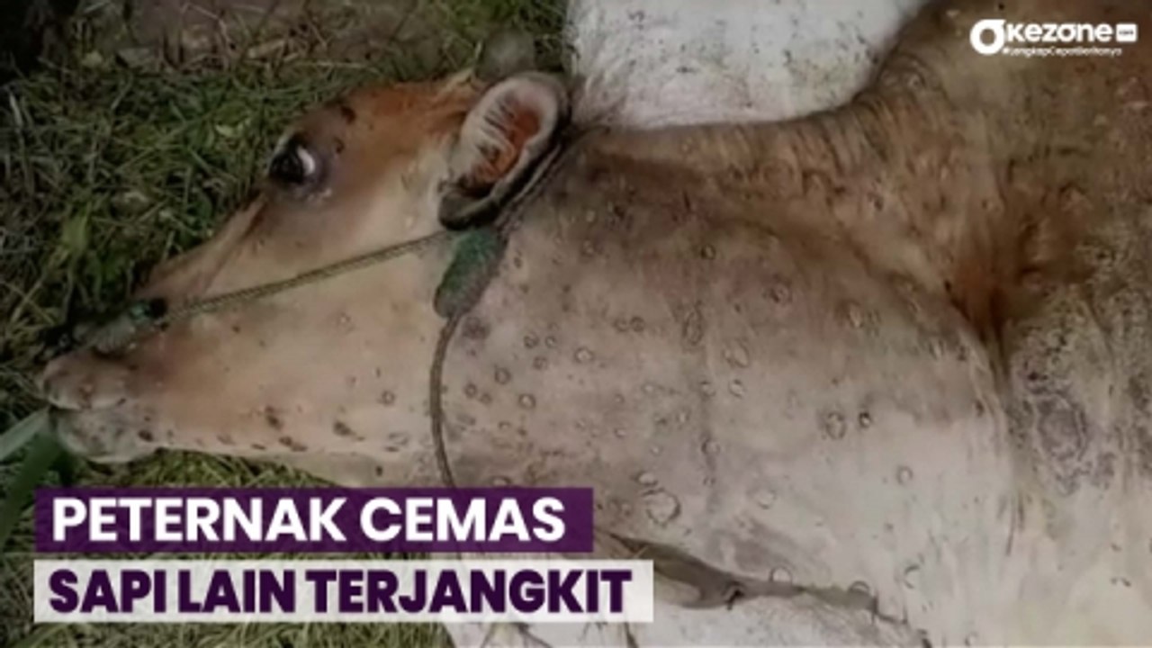 Mengkhawatirkan! Puluhan Sapi di Tulang Bawang Terjangkit Virus LSD ...