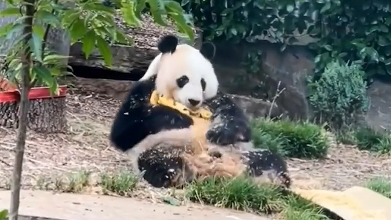 PANDA'S sawdust bathing bliss! - video Dailymotion