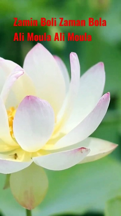 Manqabat_-_Hazrat_Ali_ki_Shan_me%23Youtube%23Shorts%23Shorts_with ...