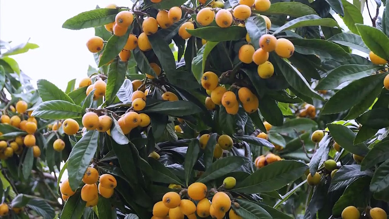 Scienza & Salute: 'La nespola, proprietà e benefici di un frutto ...