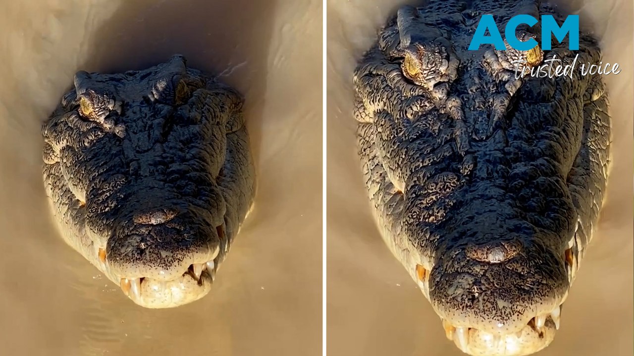 Tour guide captures chilling encounter with a crocodile - video Dailymotion