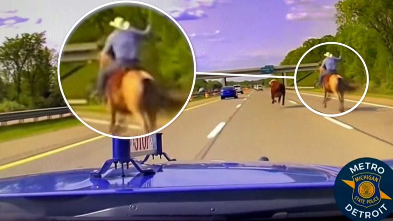 Dashcam captures the moment a cowboy lassos a runaway cow on a Michigan ...