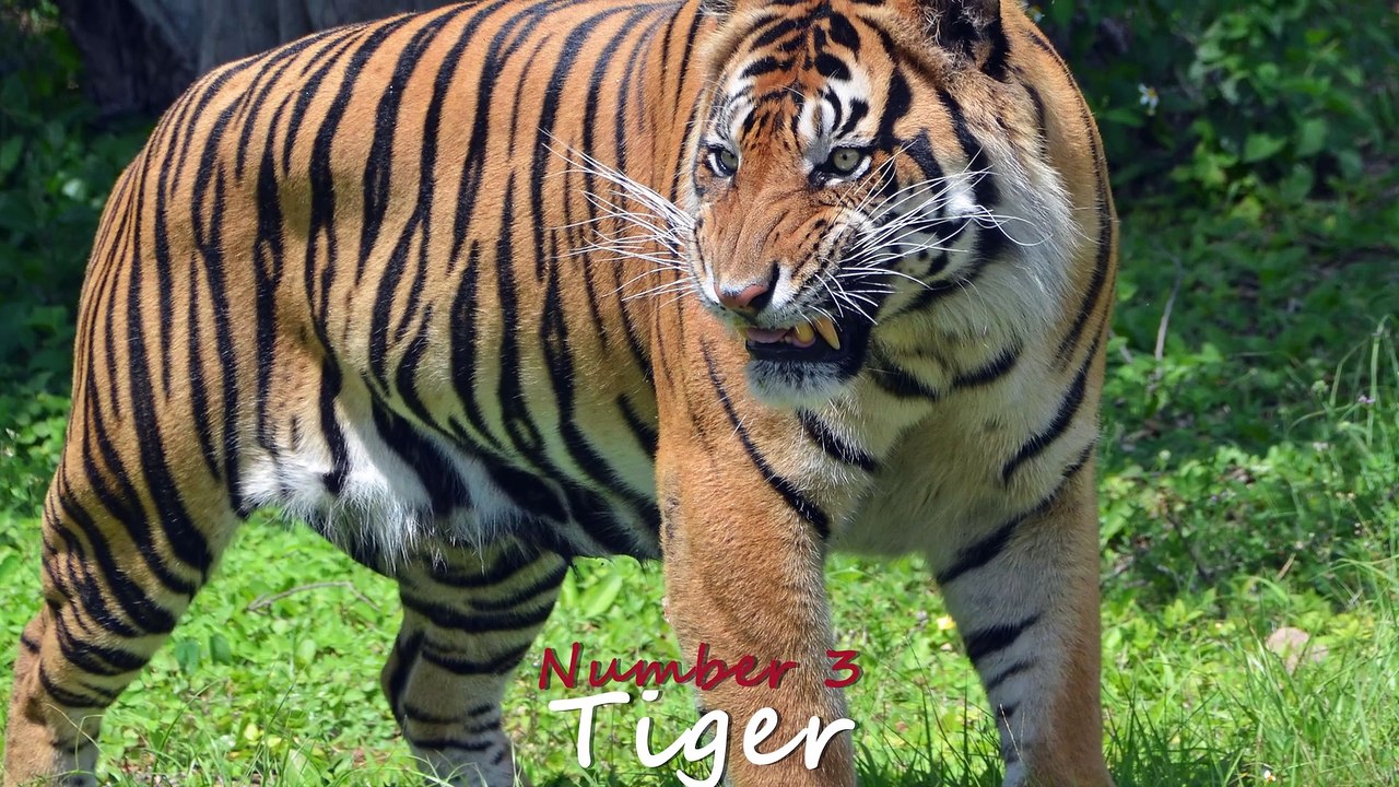 12 Of The Fiercest Apex Predators In The World - video Dailymotion