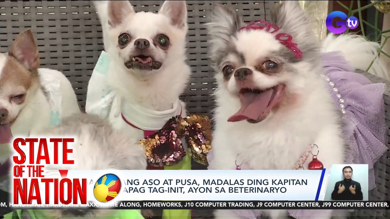 Mga alagang aso at pusa, madalas ding kapitan ng sakit kapag tag-init ...