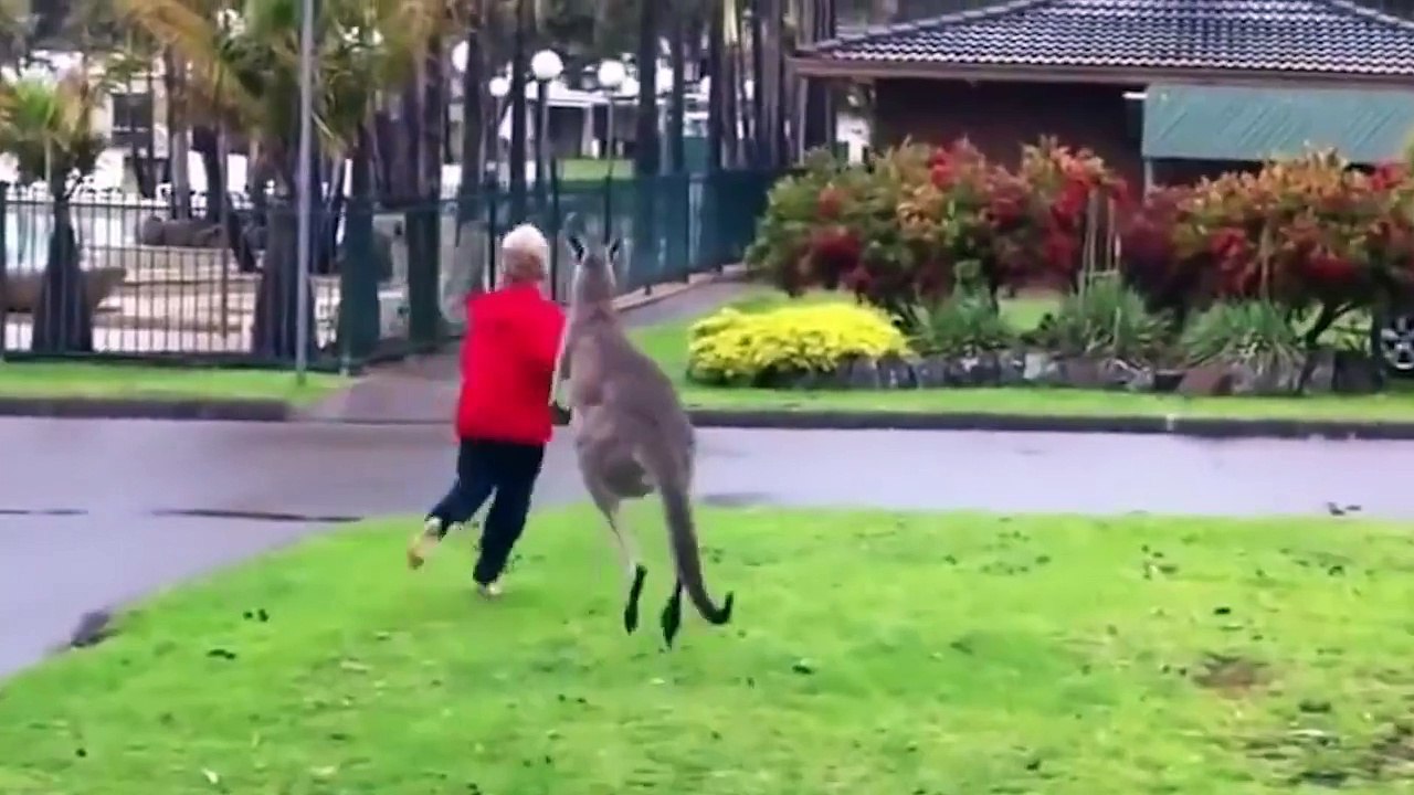 Funniest Moments of Australia _ Best Aussie Videos & More - video ...