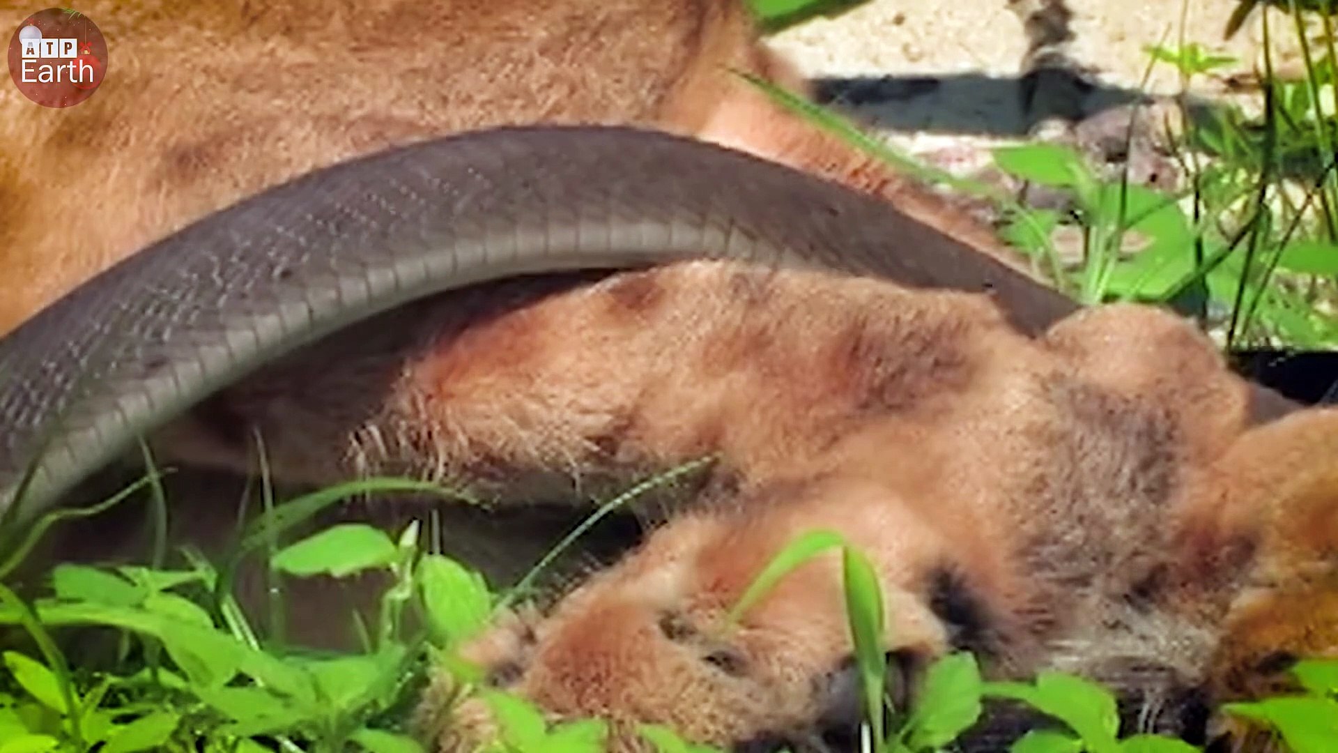 Black Mamba Eating A Lion