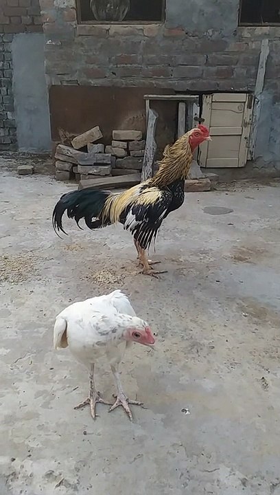 Aseel Java Murga subscribe my channel - video Dailymotion