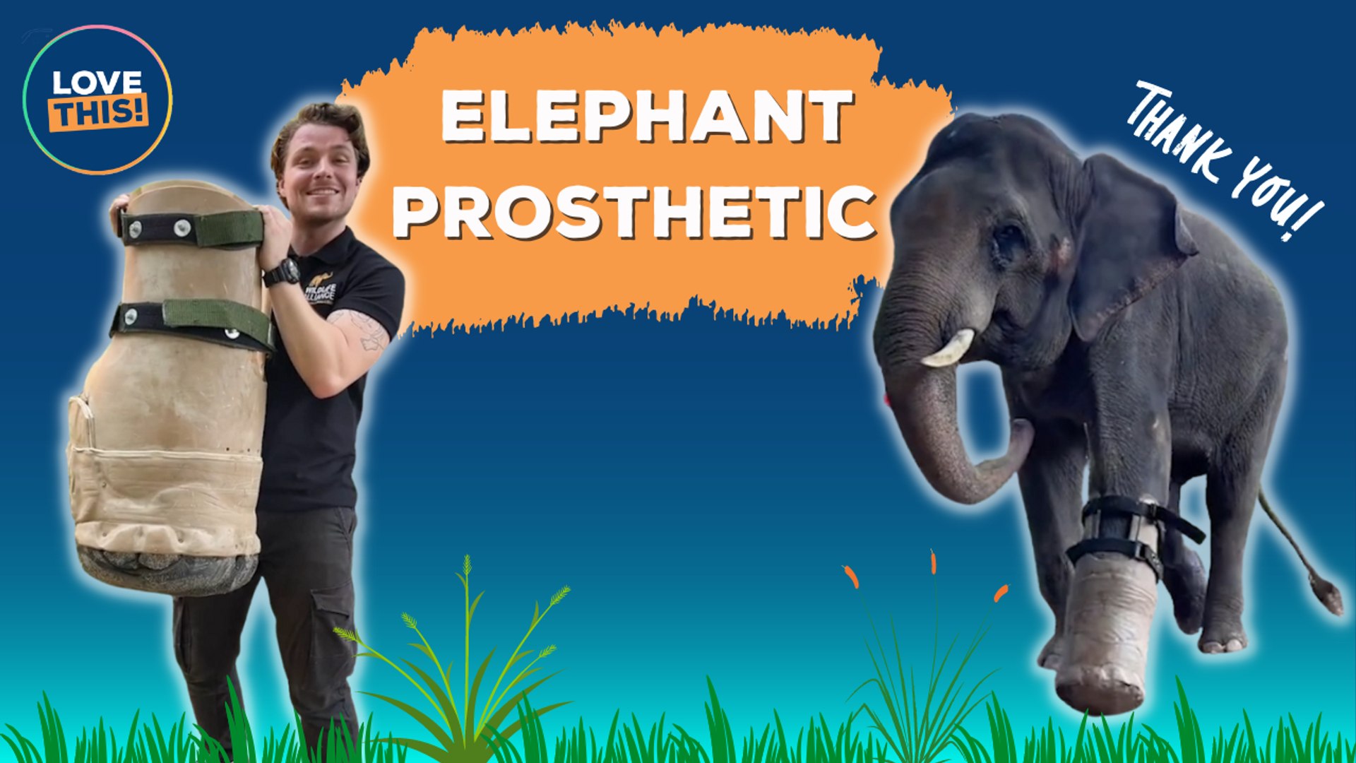 Elephant With Prosthetic Leg Donation Of Prosthetic Leg For
