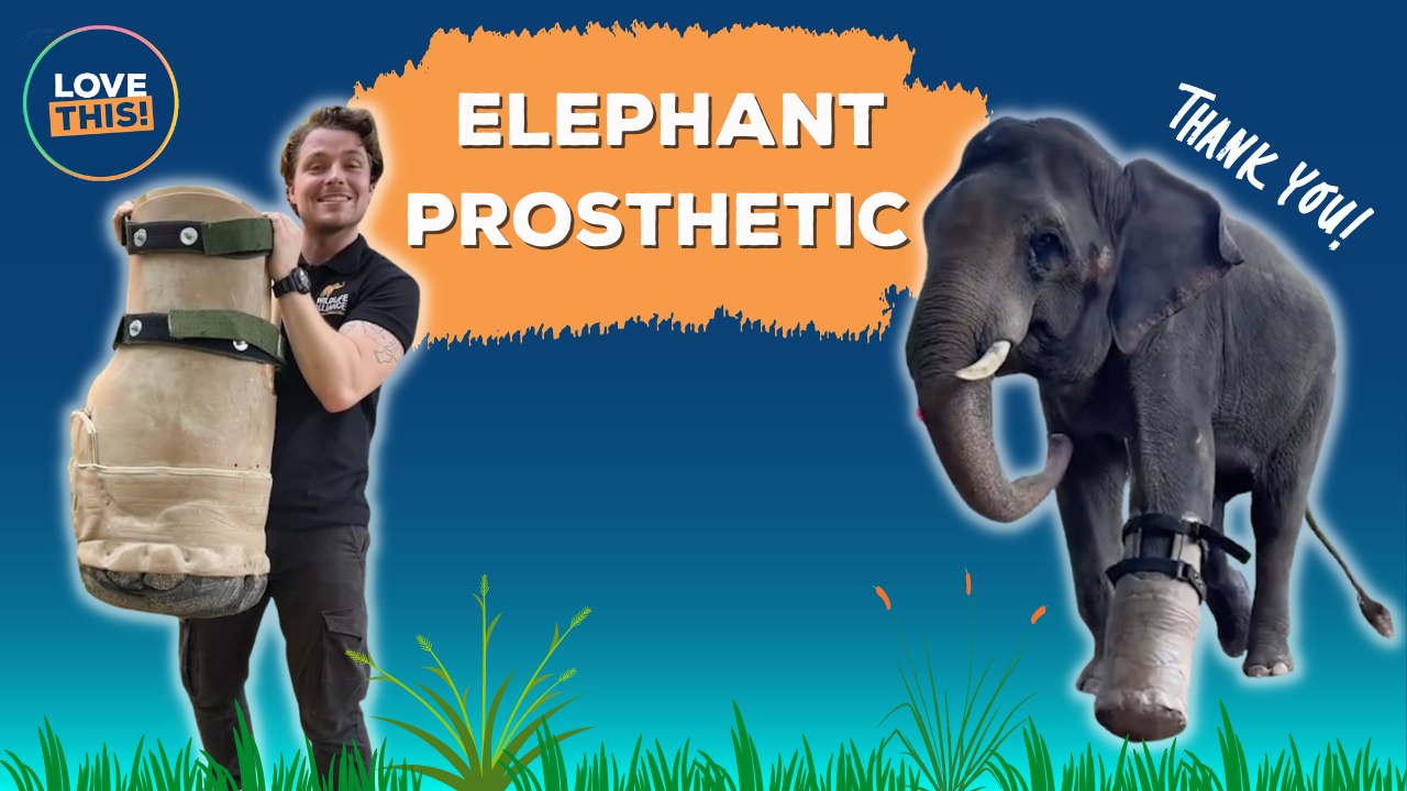 Disabled Elephant fitted with PROSTHETIC LEG! - video Dailymotion