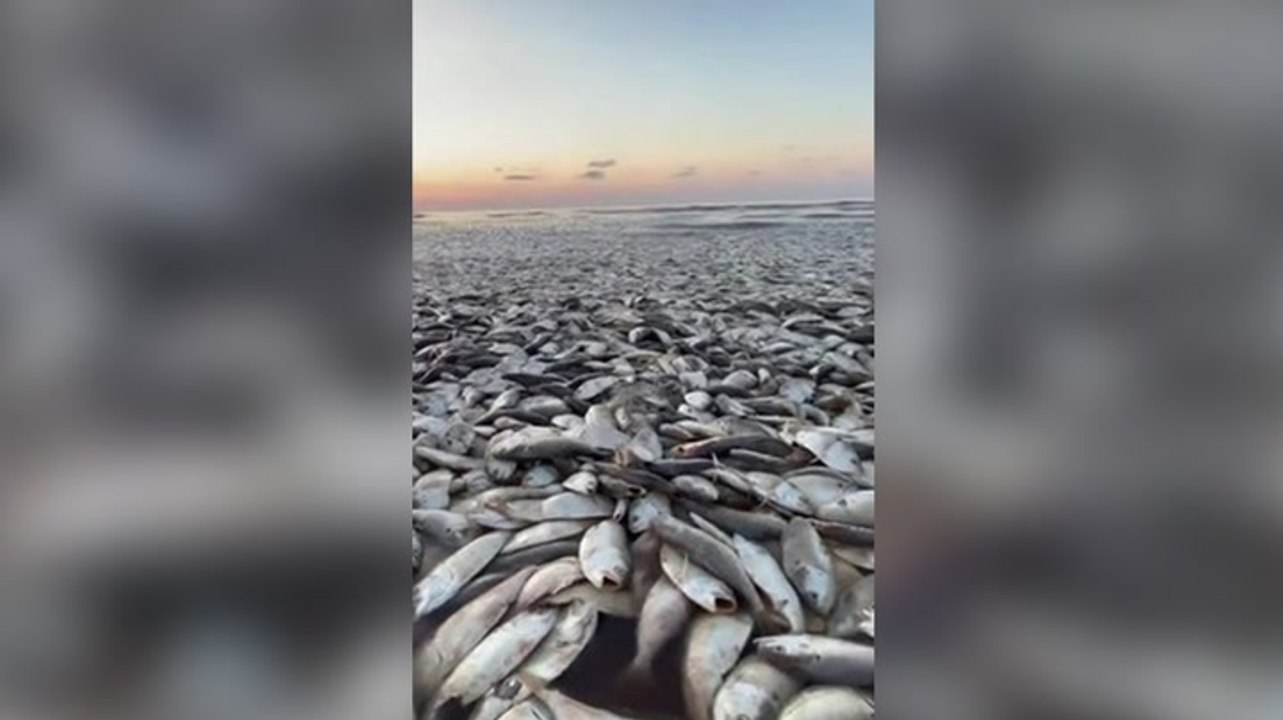 Thousands of dead fish wash up on Texas beaches - video Dailymotion