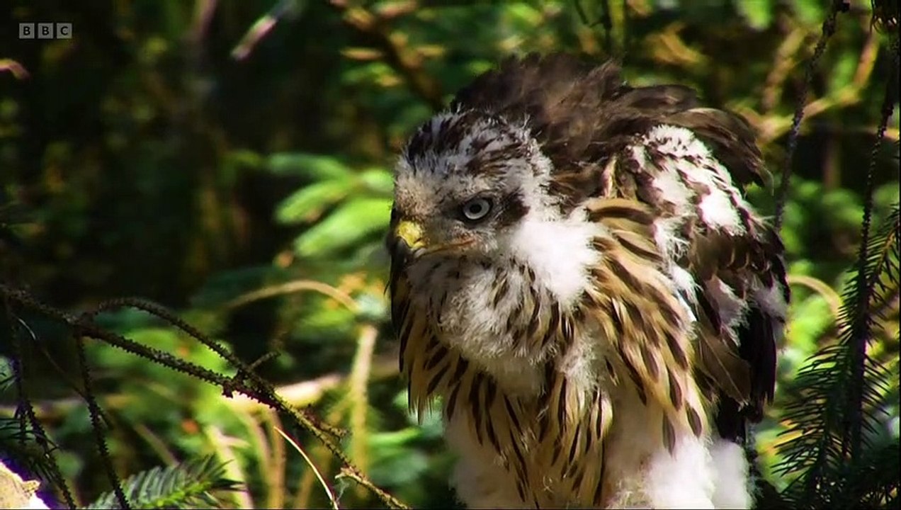 Springwatch - 2023 Episode 10 - video Dailymotion